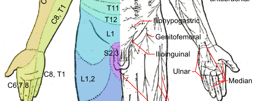 neurologi Archives - Distriktsläkare.com